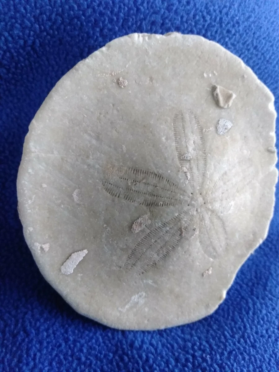 Echinoderms Sand Dollar