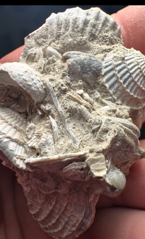 Fossilized Shells | eBay