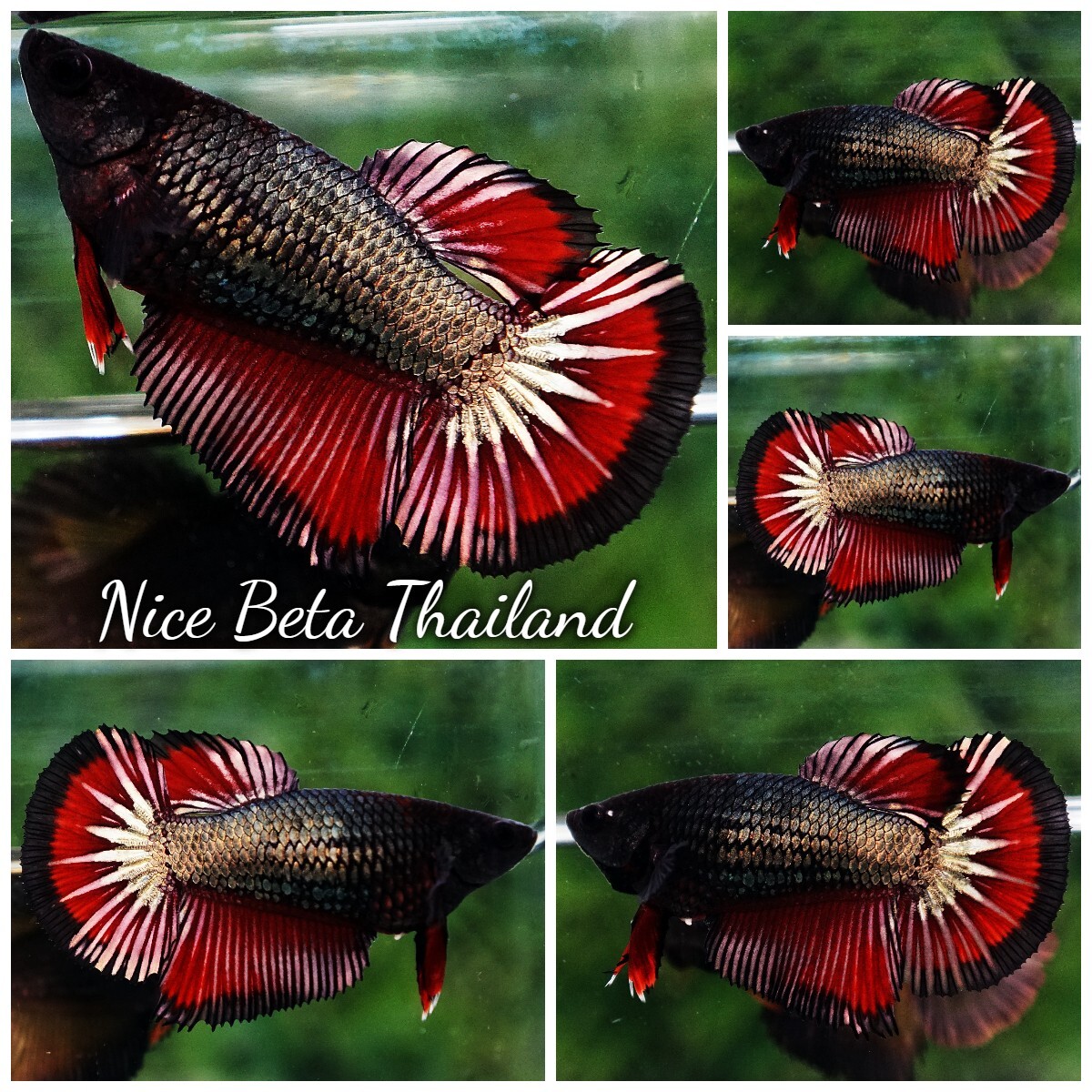 Samurai Really Pretty Fish Alien Samurai Betta Rare Exotic Betta