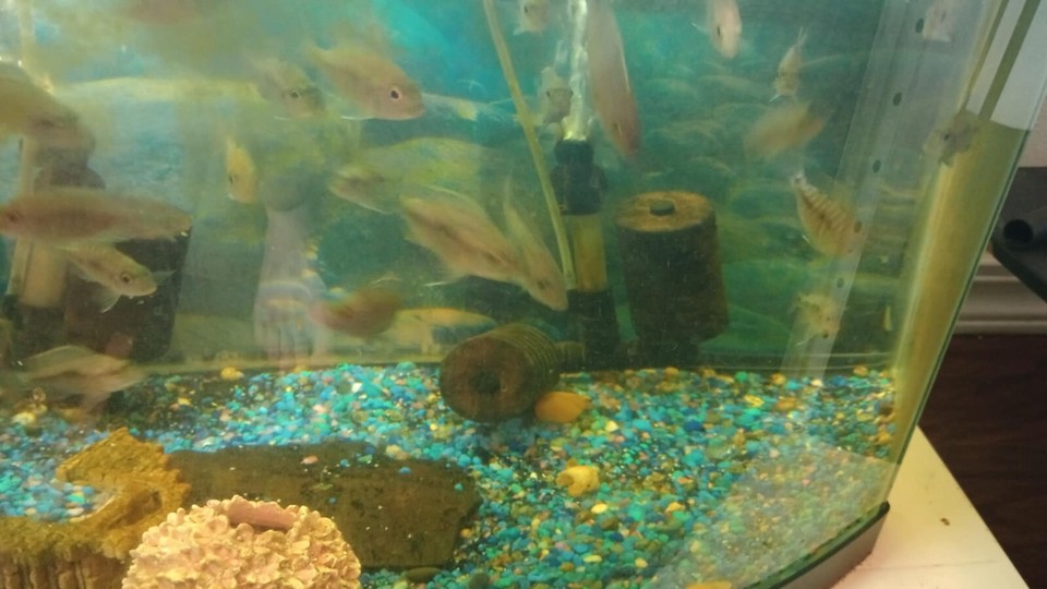 6x live freshwater fish Aulonocara maylandi Sulfur head Peacock | eBay