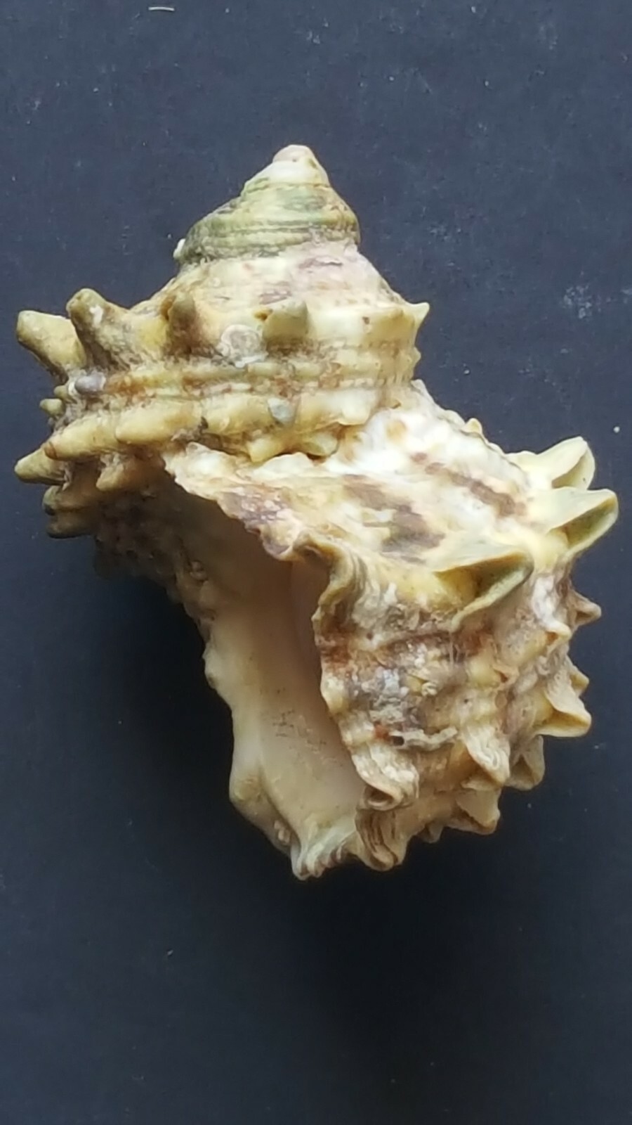 Turbo Radiatus, F+++,Big Size&Exceptional ,With Operculum,From Egypt ...