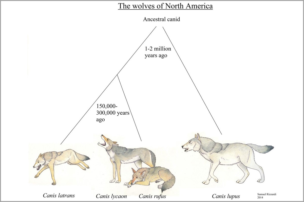 Canis Lycaon Paw Prints
