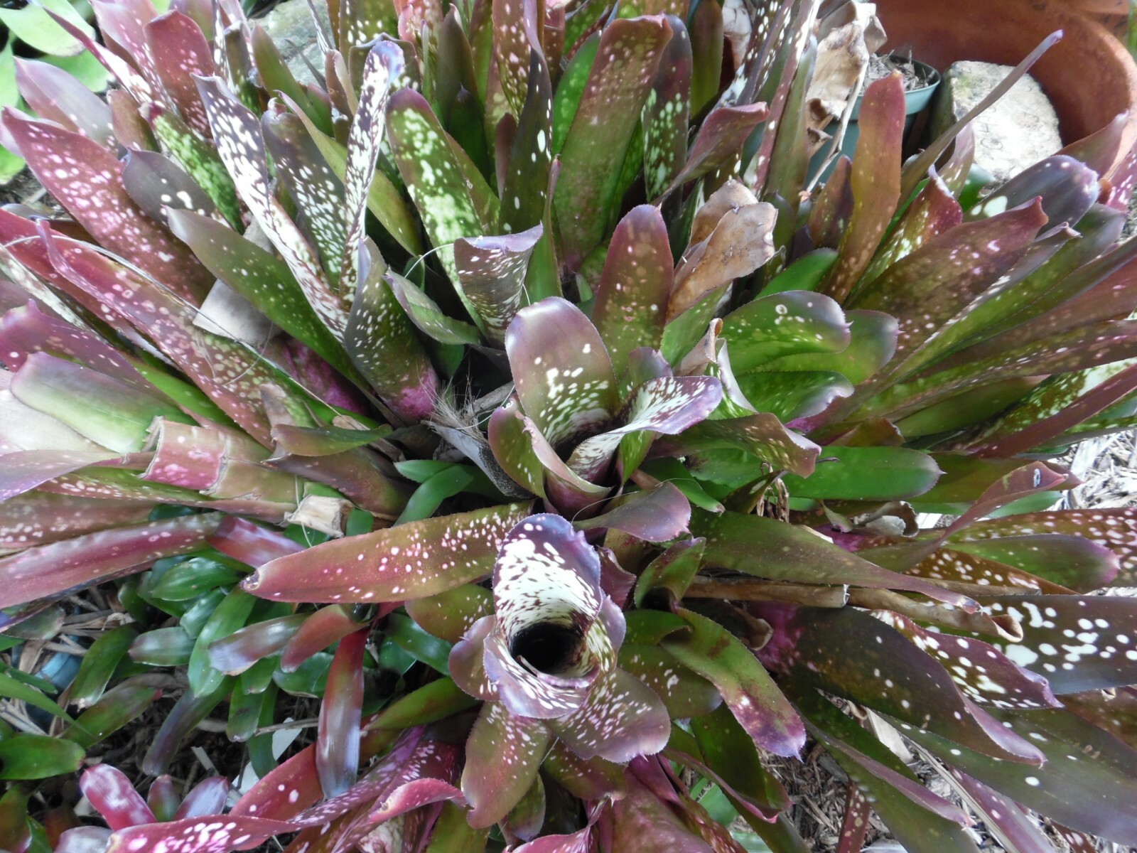 Billbergia HALLELUJAH Bromeliad one tropical plant *TALL* ***SALE*** | eBay