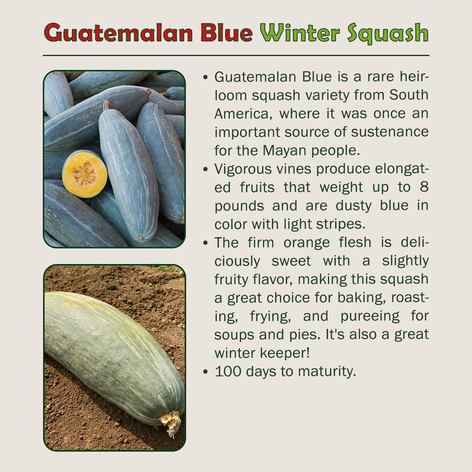 10 Guatemalan Blue Winter Squash Seeds, Rare, Heirloom, Non-GMO ...
