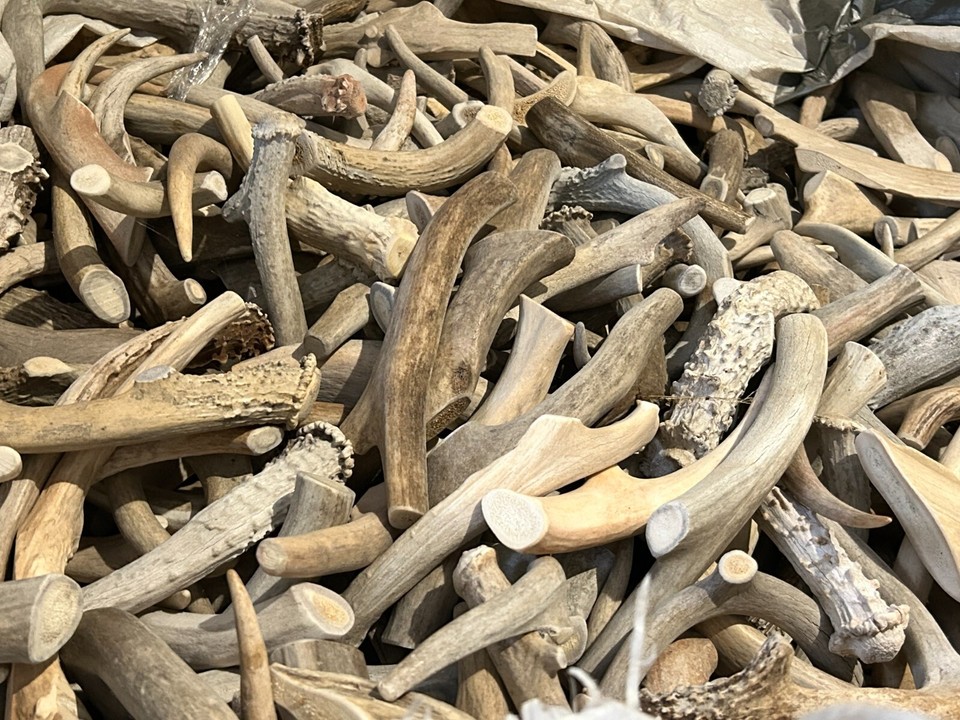 Large Deer Antlers C-Grade, Dog Chews Natural Shed, Knives Crafts ...