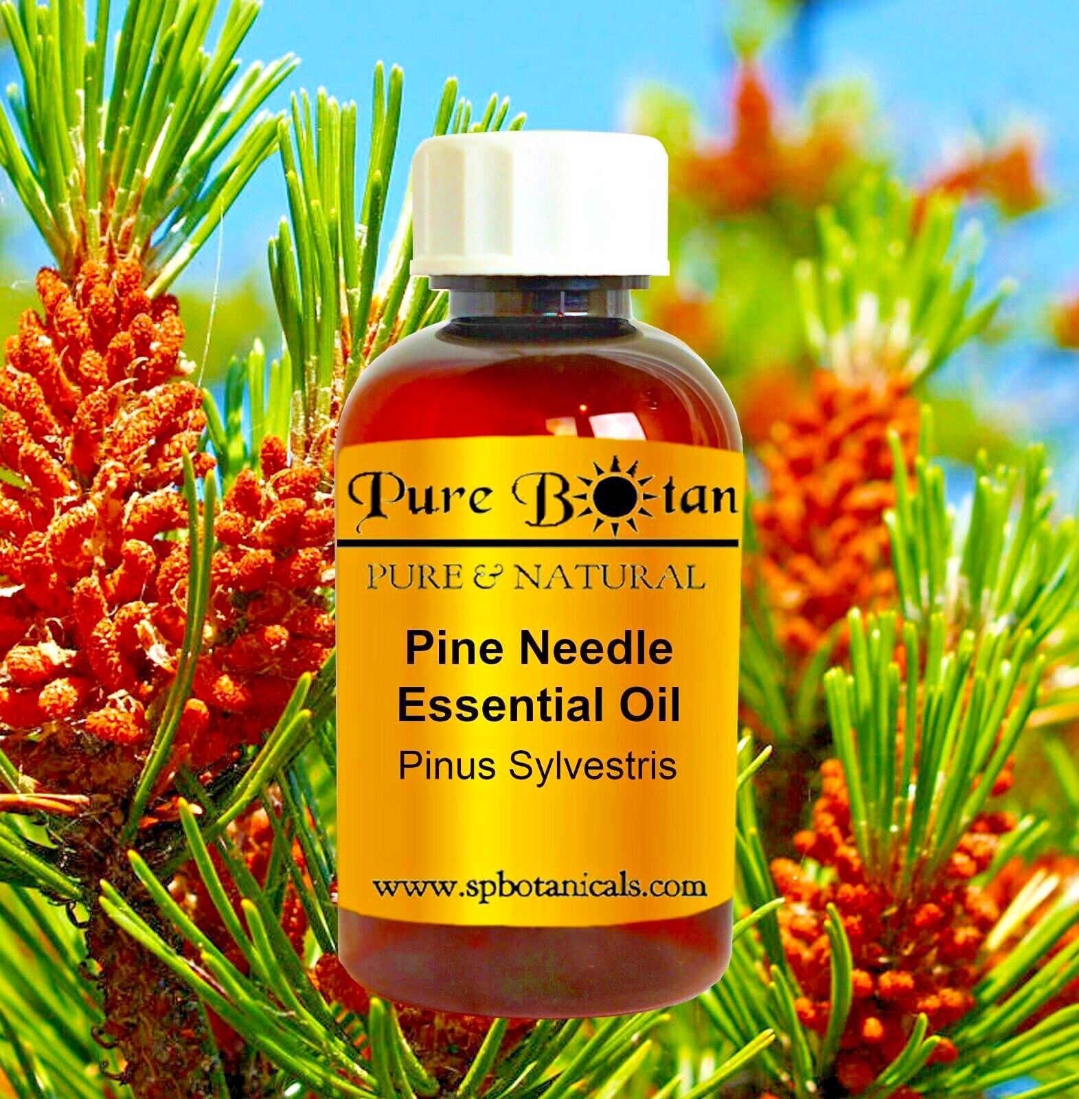 1oz - 16oz · Pine Essential Oil · 100% Pure & Natural · FREE SHIPPING ...