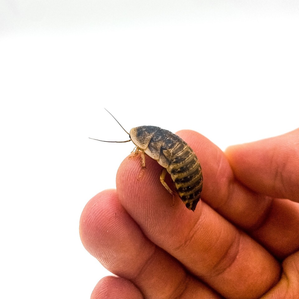 Dubia Roaches (SMALL 1/4" Inch) - Live Feeder Insects for Reptiles | eBay