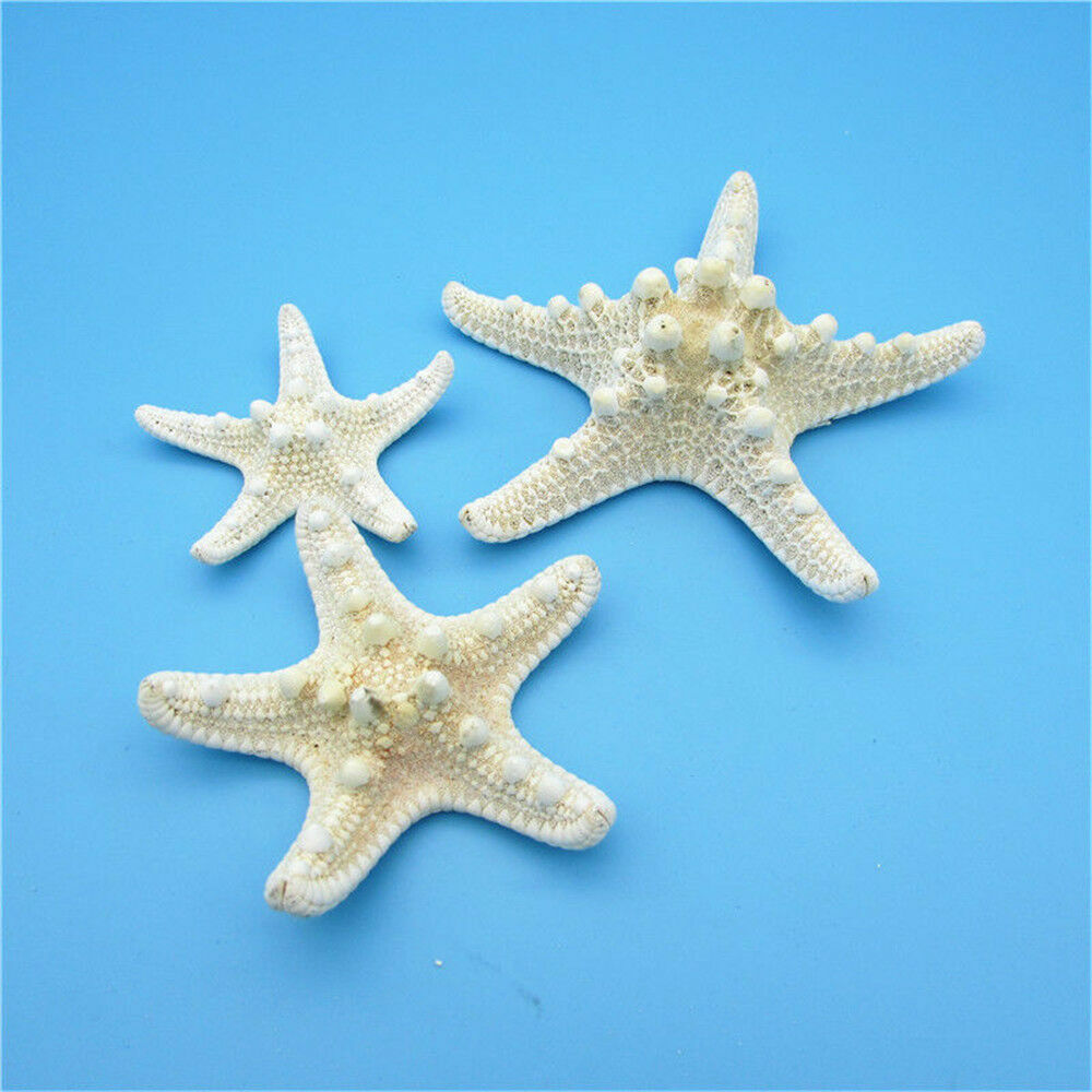 5PCS Natural Starfish Sea Star Shell DIY Aquarium Landscape Making ...