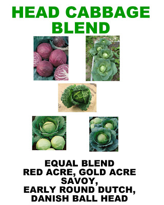 500+ HEAD CABBAGE BLEND - FRESH HARVEST FOR GARDENS | eBay