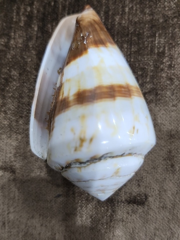 Banded Cone Conus Miles Seashell 73mm Natural Shell Coastal Collector ...