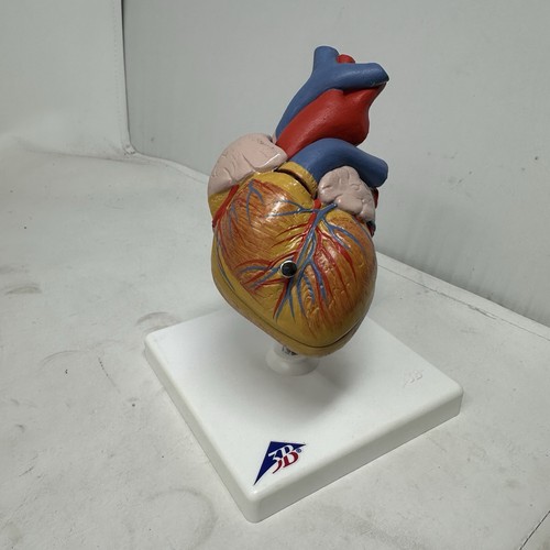 3B Anatomical Model Detailed Human Heart Stand 2-Part Learning Model ...