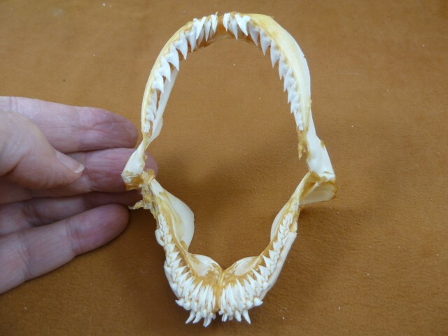 (SJ179-30) 3-1/8" HEMIPRISTIS SHARK jaw I love sharks jaws t**th ...