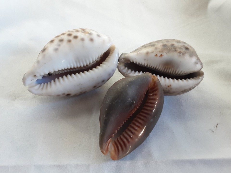 3x Cowri Shells 7-8.5cm Tiger Arabian Cowrie Fishtank Ornament | eBay UK