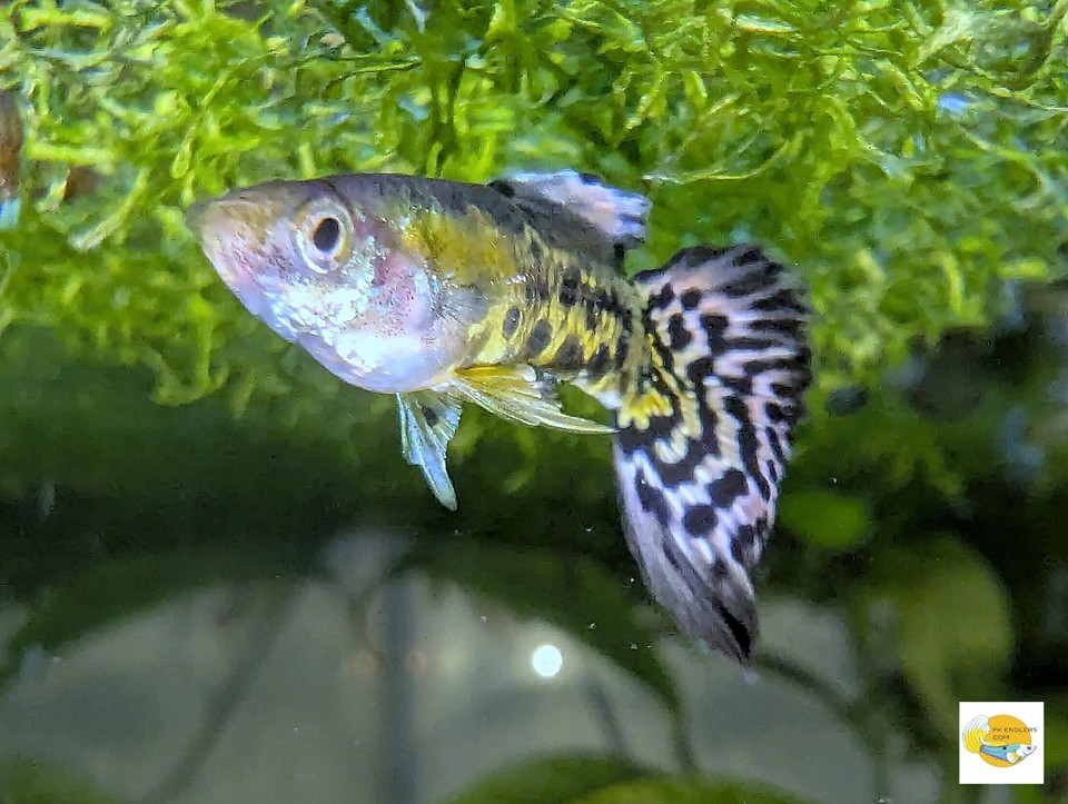 PK Endlers - WILD IRIS/PURPLE IVORY MOSAIC GUPPY - CHOOSE OPTIONS | eBay