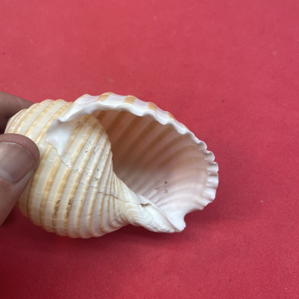Large Tonna Galea large Tun Seashell 3.5 inches | eBay