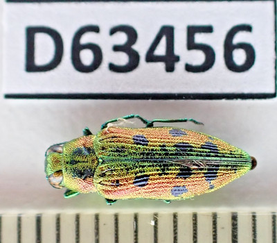 D63456. Insects, Beetles. Buprestidae sp. Vietnam, Cao Bang | eBay