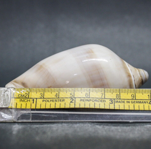 294GR UNIQUE Natural Rough Mollusca Sea Shell Fossil Gastropoda | eBay