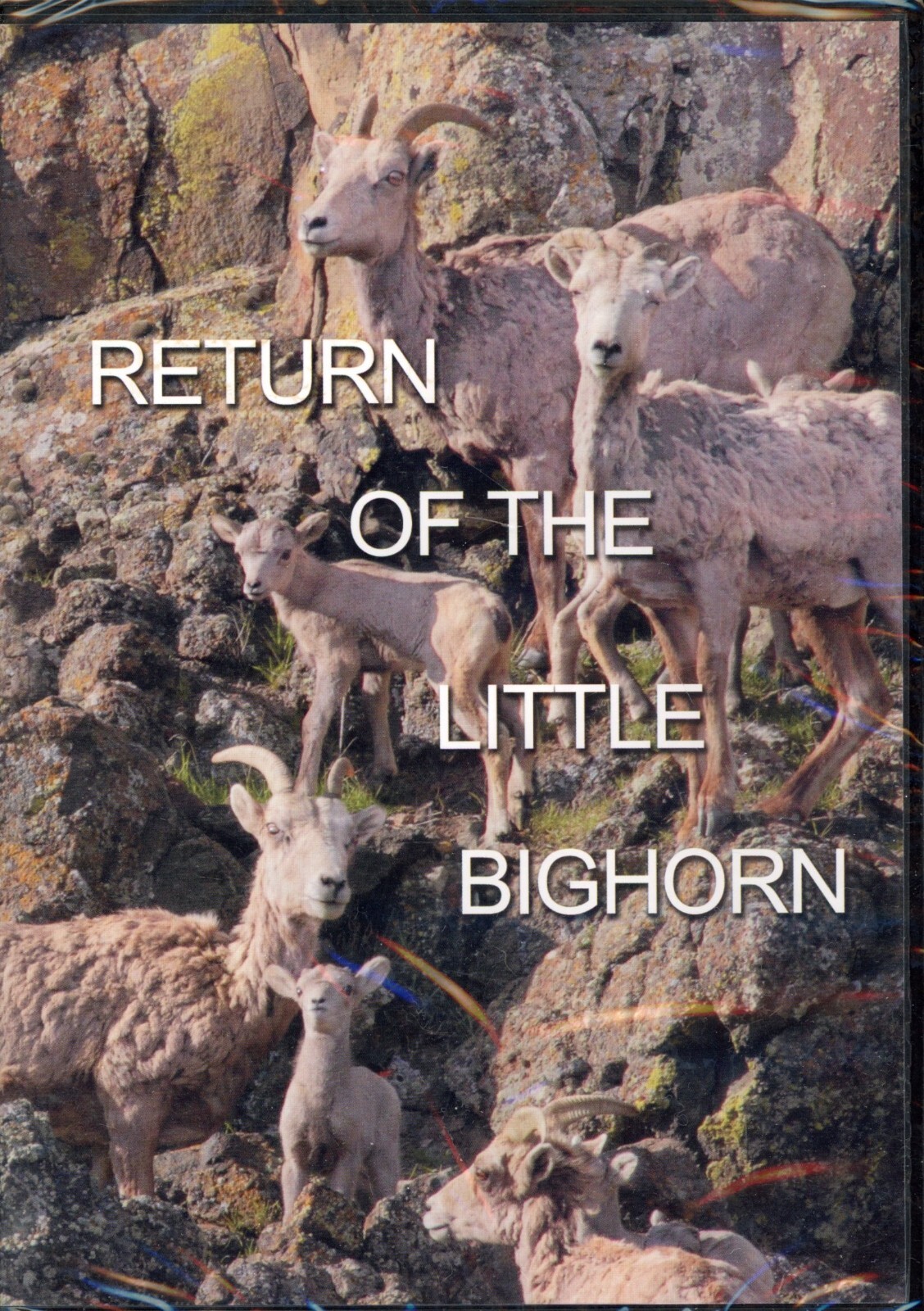 Return of the little Bighorn Sheep Washington State Documentary (DVD ...
