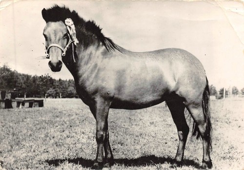 Cpsm - Horse " Pony Upslander " Card Advertising Soufrane | eBay