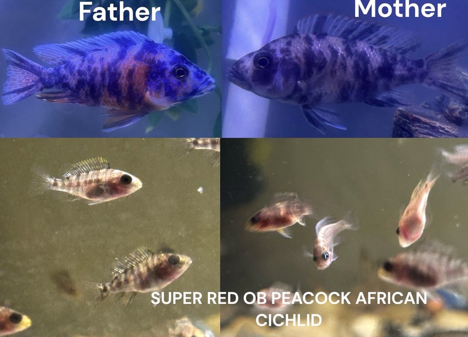 Mixed live fish for exotic freshwater aquariums.(Pack of 4 small fish) | eBay