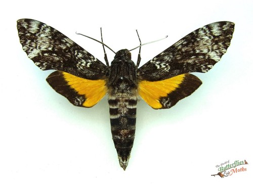 Isognathus Excelsior Hawk Moth SET x1 A1- Entomology Insect Specimen ...