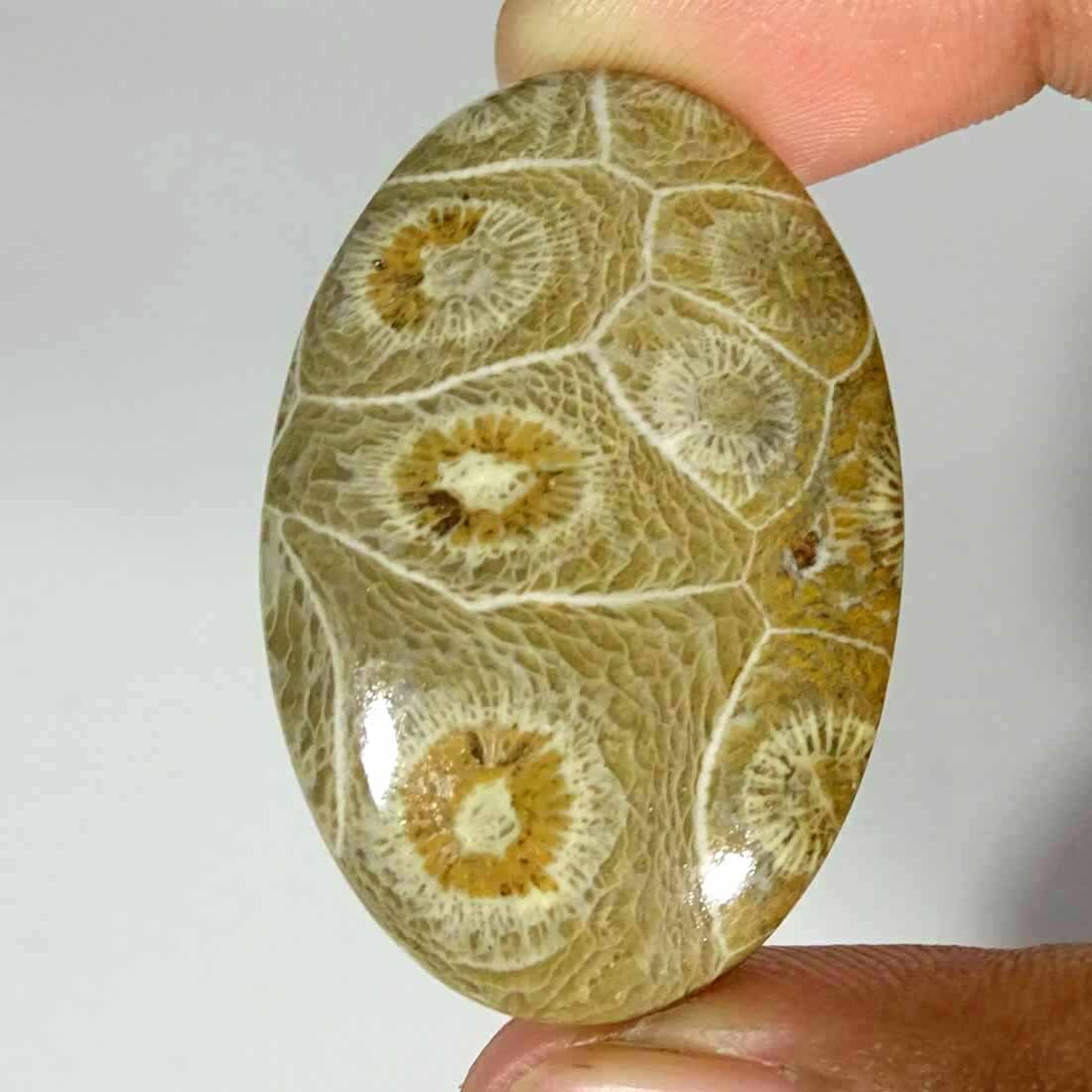 48.90Cts Morocco Fossilized Coral Cab Natural Loose Gemstone Oval | eBay