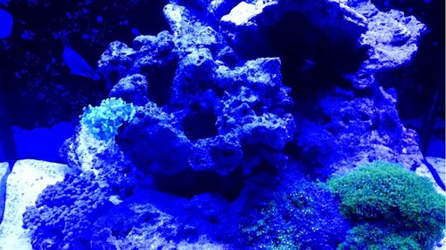 Red Sea Max 130D Full spectrum 170W LED reef light retrofit upgrade LPS ...
