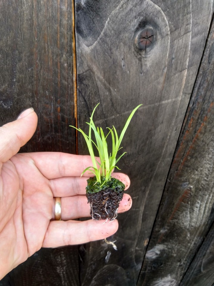 Bulrush Bull rushes Reeds Plants 1 x Bullrush Garden Pond Marginal Plug ...