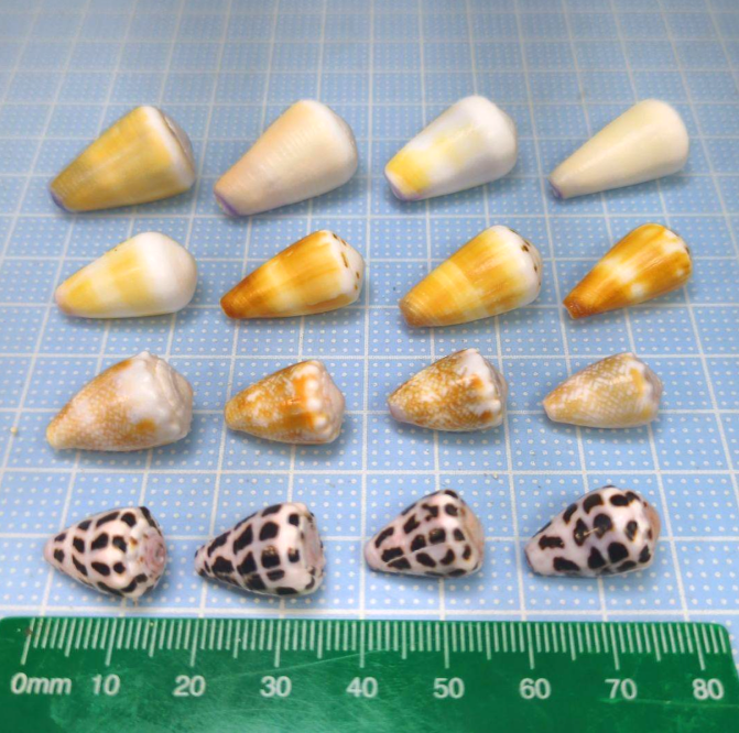 Hebrew cone & cone shell from japan Art Craft Shells of Okinawa 275 ...