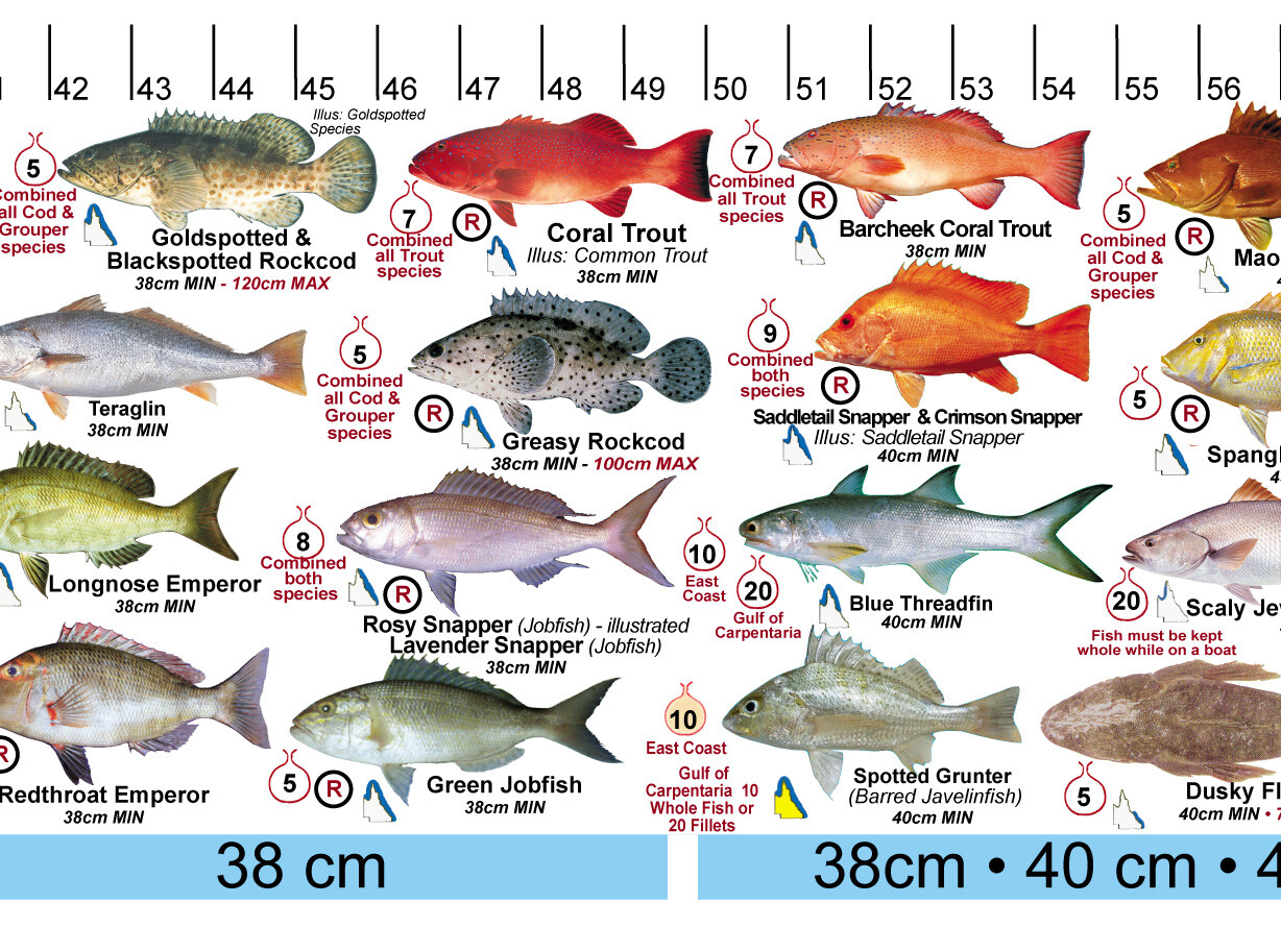 Fish Measure sticker decal QLD & Great Barrier Reef | eBay