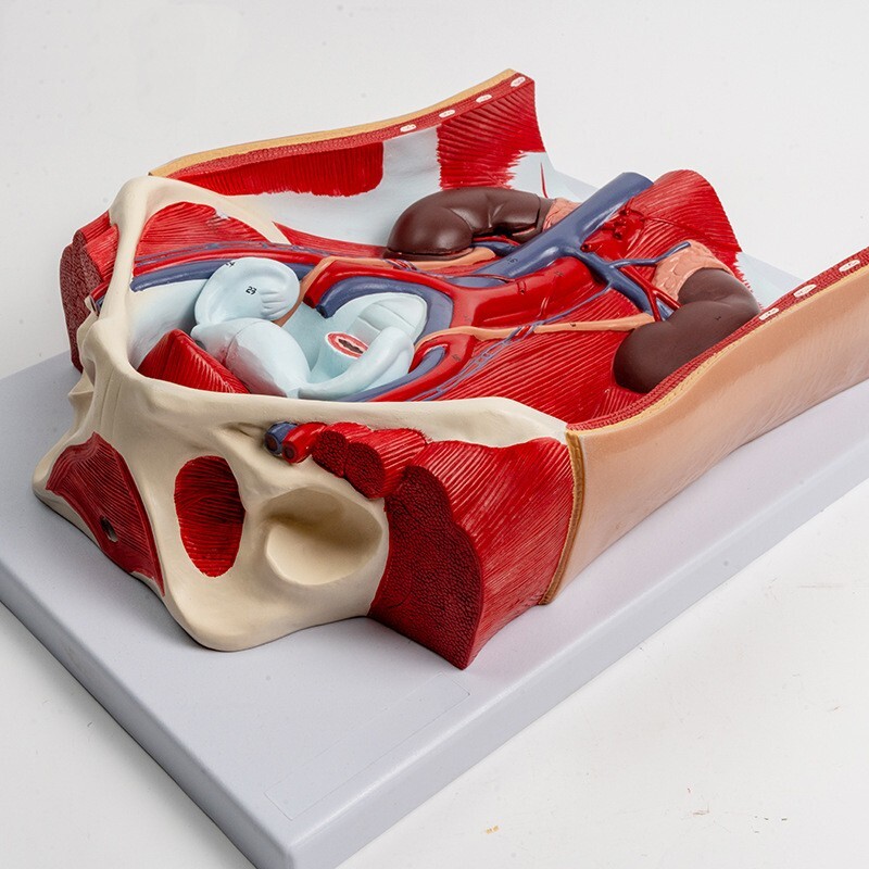 1:1 SIZE Urinary System, Genitourinary prostate Male urology Anatomical ...