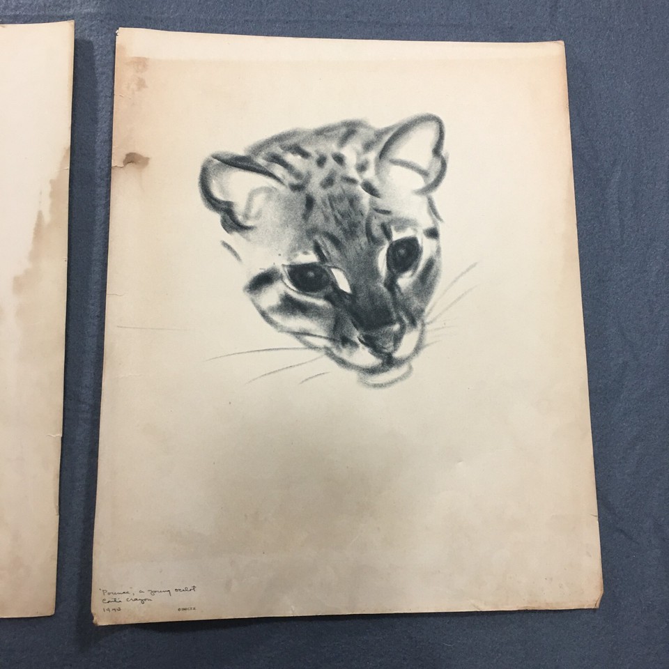 Vintage 1943 Pounce Clare Turley Ocelot Cat Cubs Prints 14 x 11" | eBay