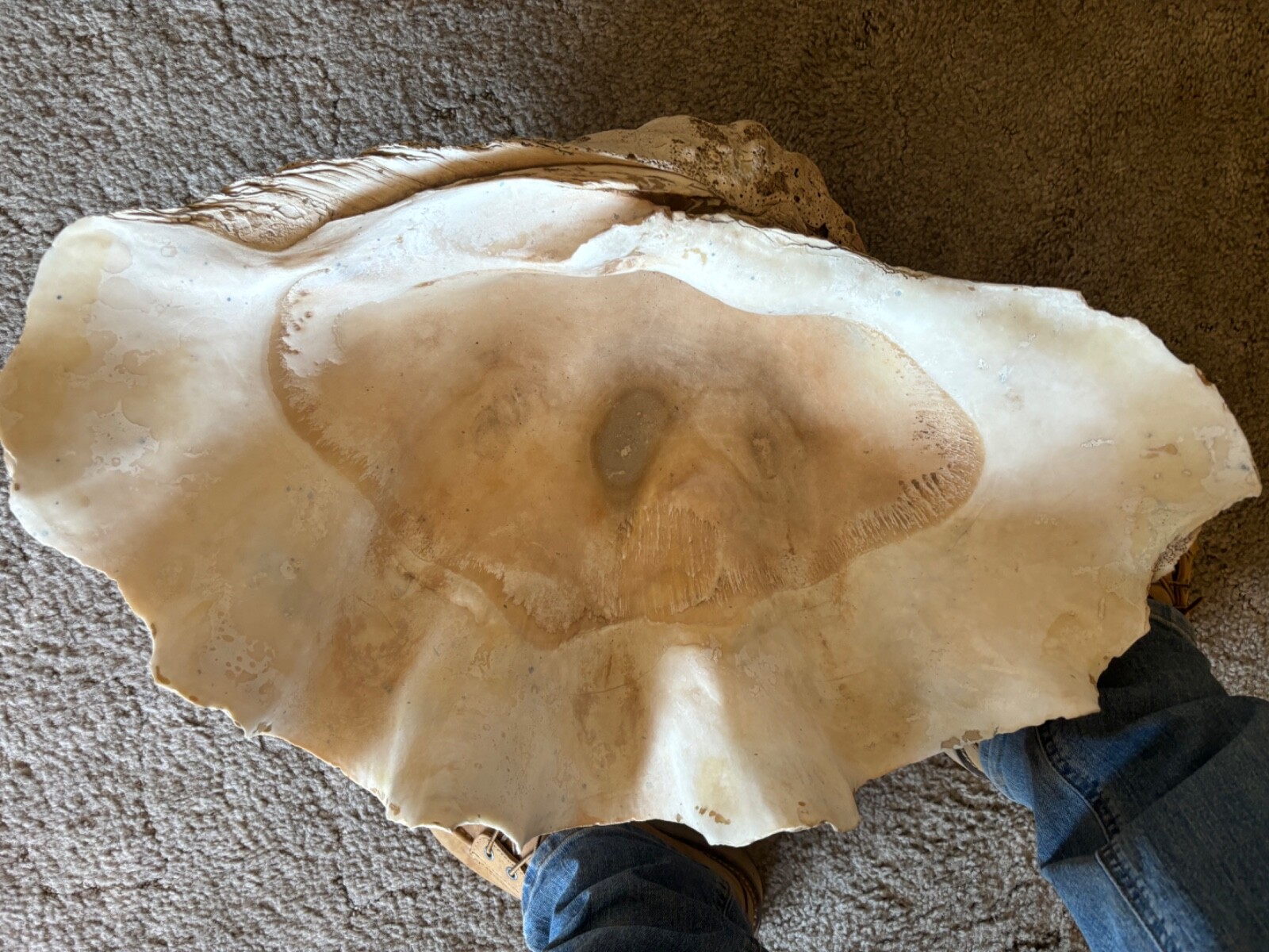Very large clam shell 45 lbs 2 feet wide. | eBay