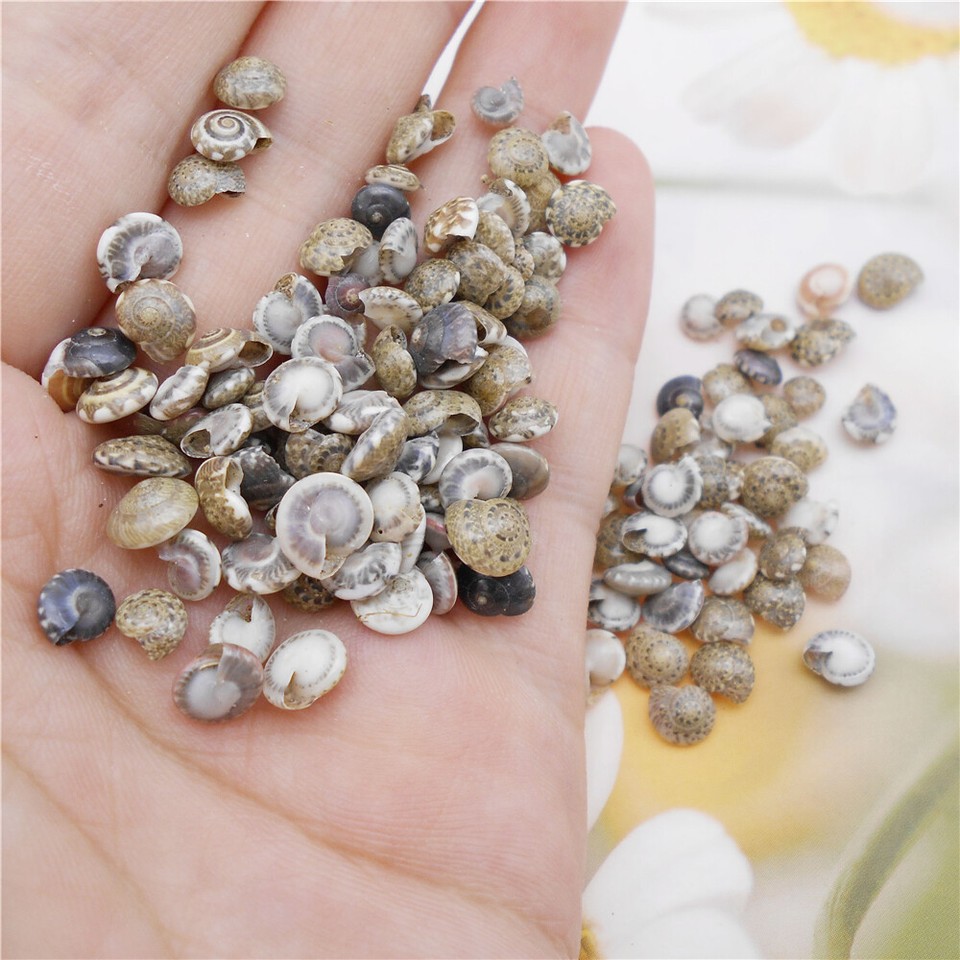 200-pack Bulk Tiny Snail Shells For Crafts Beach Wedding Art Decoration ...