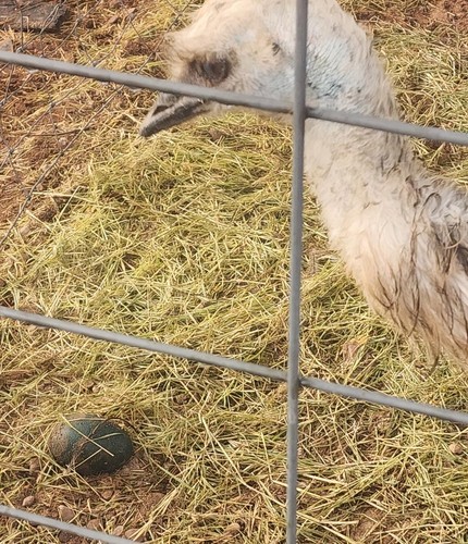 Actively Laying! *2* Emu eggs - CHANCE OF A BLONDE! - Please READ ...
