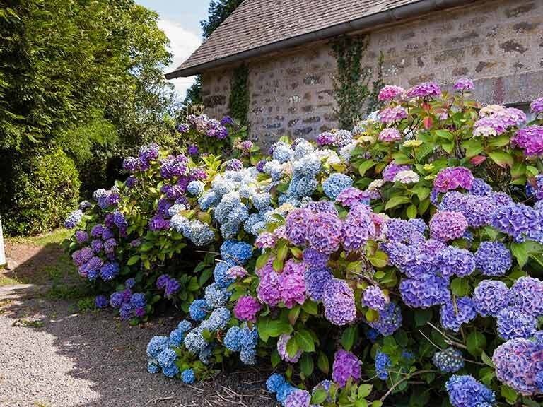 4x Hydrangea macrophylla Mix Varieties XXL Jumbo Plug Plants - 24HR ...