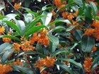 Orange Flowering Fragrant Tea Olive (osmanthus) - Live Plant - ( 1 QT ...