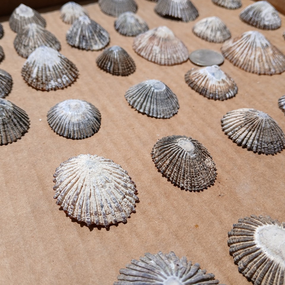 Hawaiian Opihi Limpet 42 Sea Shells | eBay
