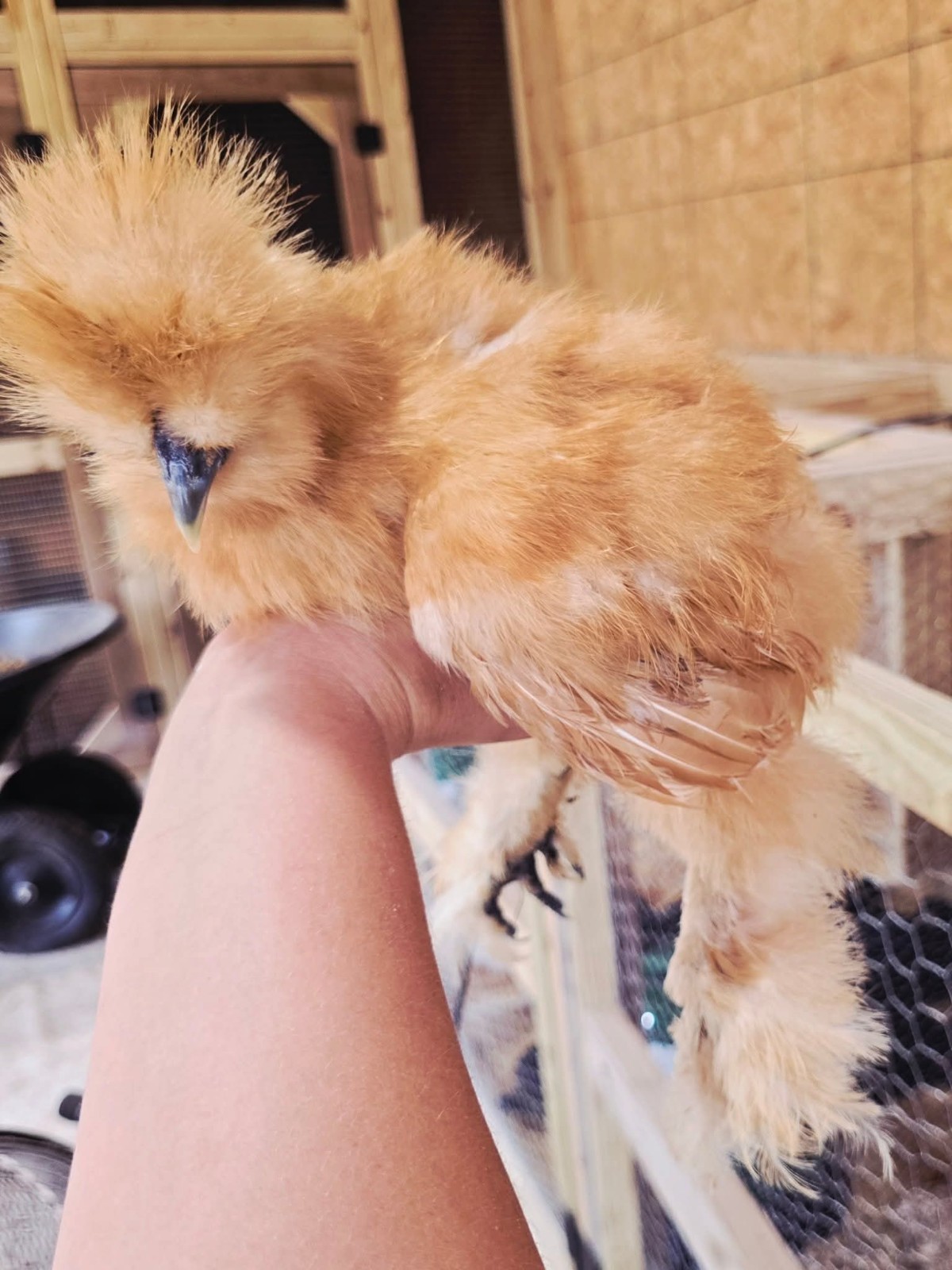 6 High Quality Buff Silkie Hatching Eggs, Regular, silkie and satin ...