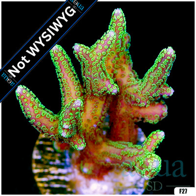 070 AquaSD Live Corals/Frags - Toxic Birdsnest - Aqua SD | eBay