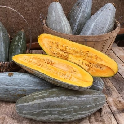 Guatemalan Blue Winter Squash Seeds, Blue Banana Squash, NON-GMO, FREE ...