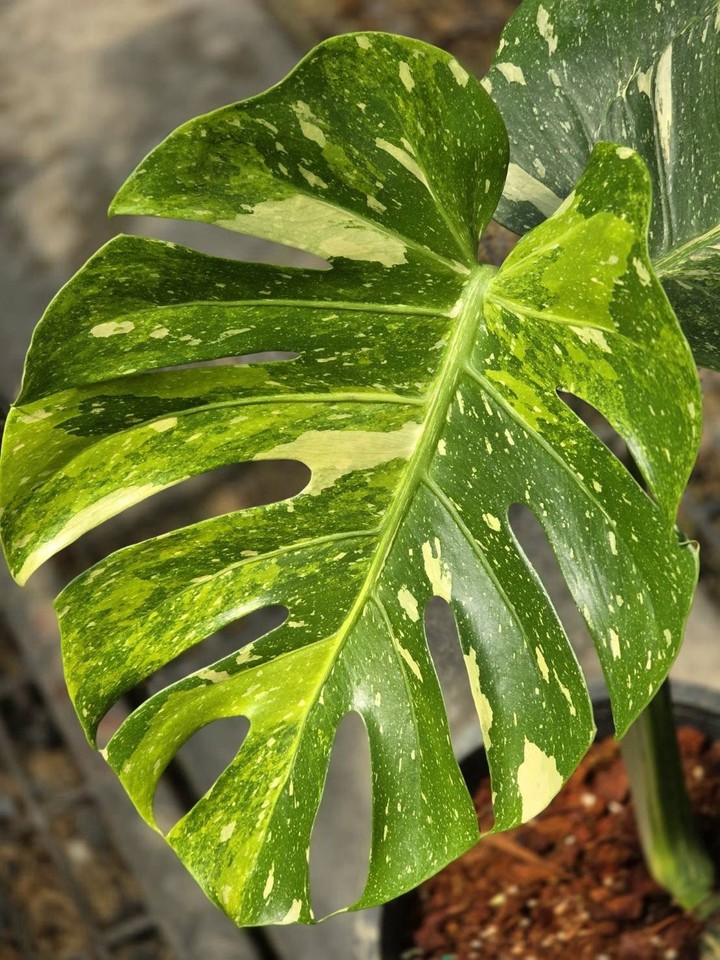 Monstera thaicon tricolor miracle Rare | Not Philodendron Not Anthurium ...