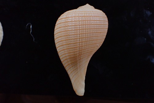 Sea shells -Ficus filosa from a deep water big size 78-m.m. f+++ perfect qualit | eBay