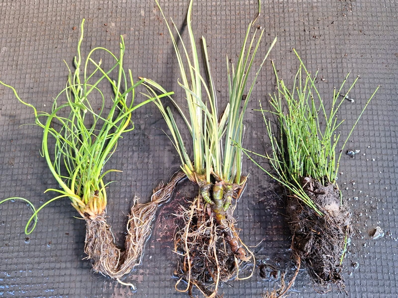 3 x Evergreen Pond Marginal Plant Pack Juncus Acorus Dwarf Horsetail ...