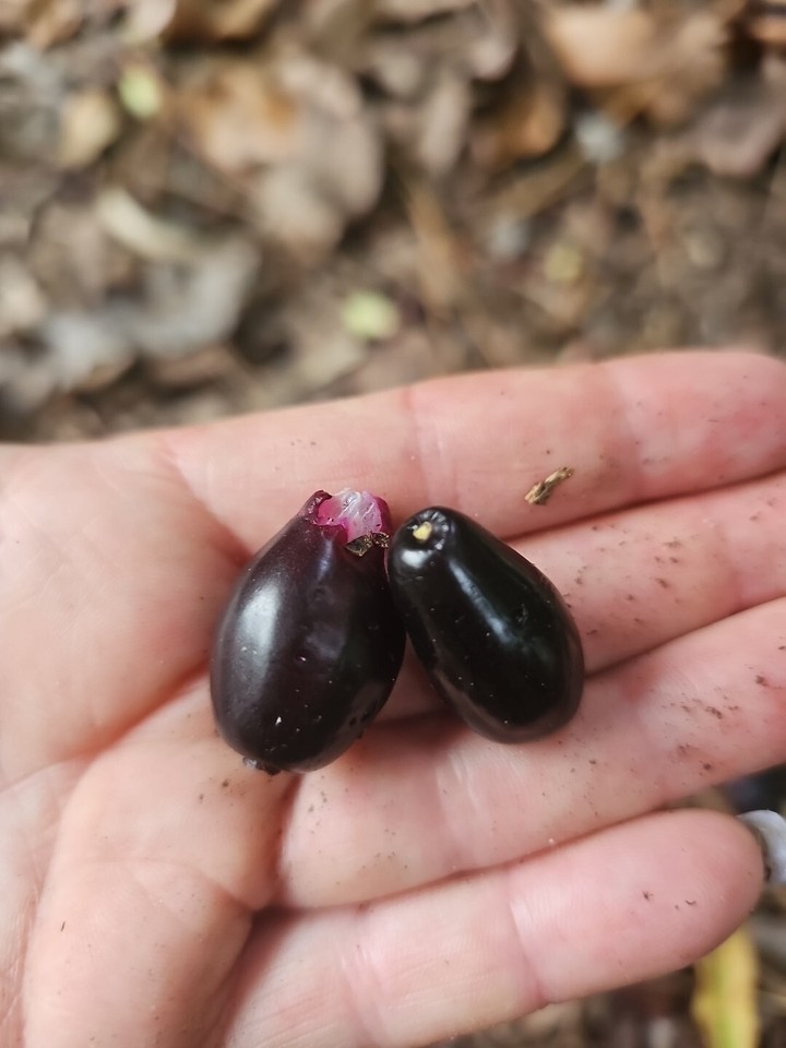 JAMUN JAMBUL FRUIT TREE Syzygium cumini INDIAN WAX APPLE Java plum live ...