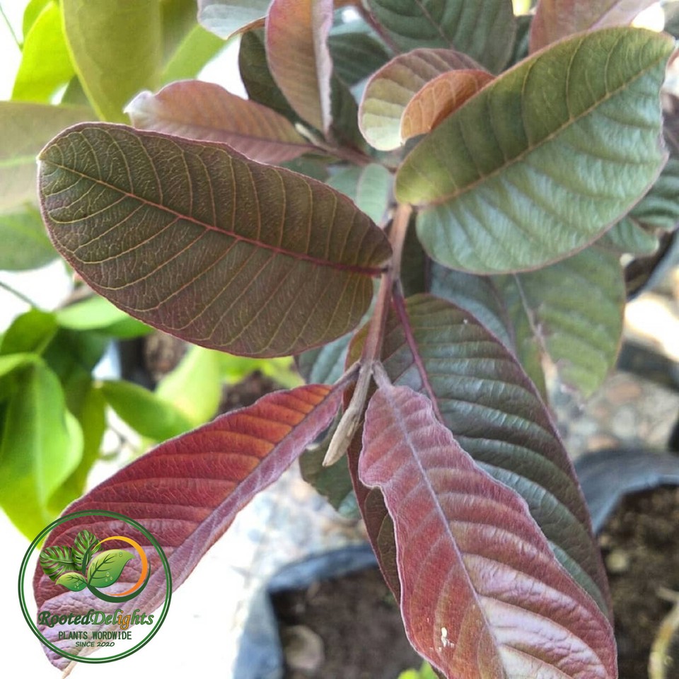 Grafted Australian Guava Fruit Tree Free Phytosanitary | eBay