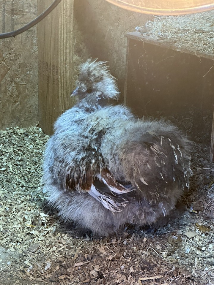 1 DOZEN SILKIE HATCHING EGGS PARTRIDGE SPLASH FRIZZLE BUFF BLACK NPIP ...