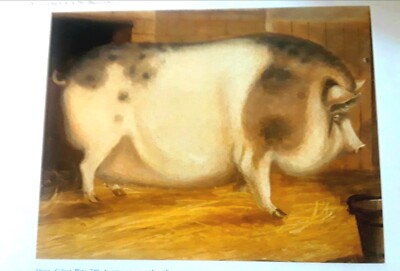 PRIZE SOW OUTSIDE.A STY - Pig,Farm Animal Art Print 6.5x9 artist unkown ...