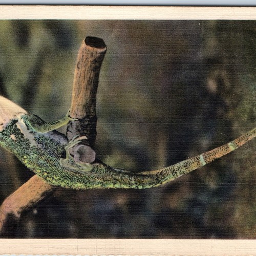 c1930s Washington DC Giant Anolis Chameleons Anole Lizard Linen PC Zoo ...