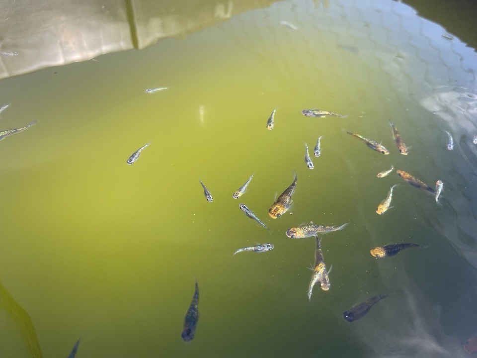 15+ eggs Yozakura Medaka Japanese Rice Fish eggs | eBay